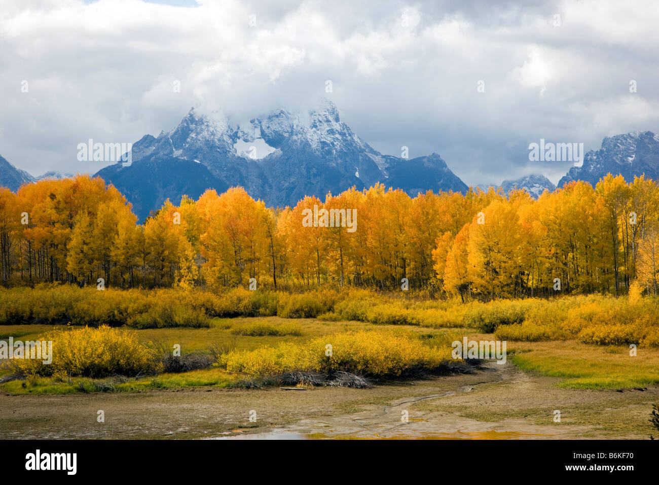 Teton Mountains and Aspen trees golden in color, viewed from Oxbow Bend ...