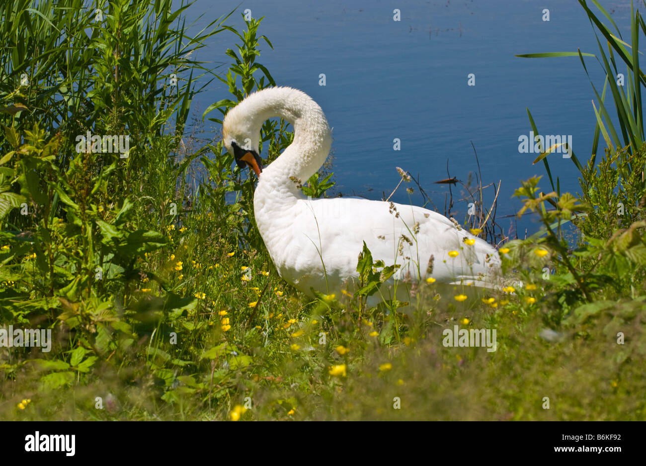 Swan at Newport Wetlands National Nature Reserve South Wales UK Stock ...