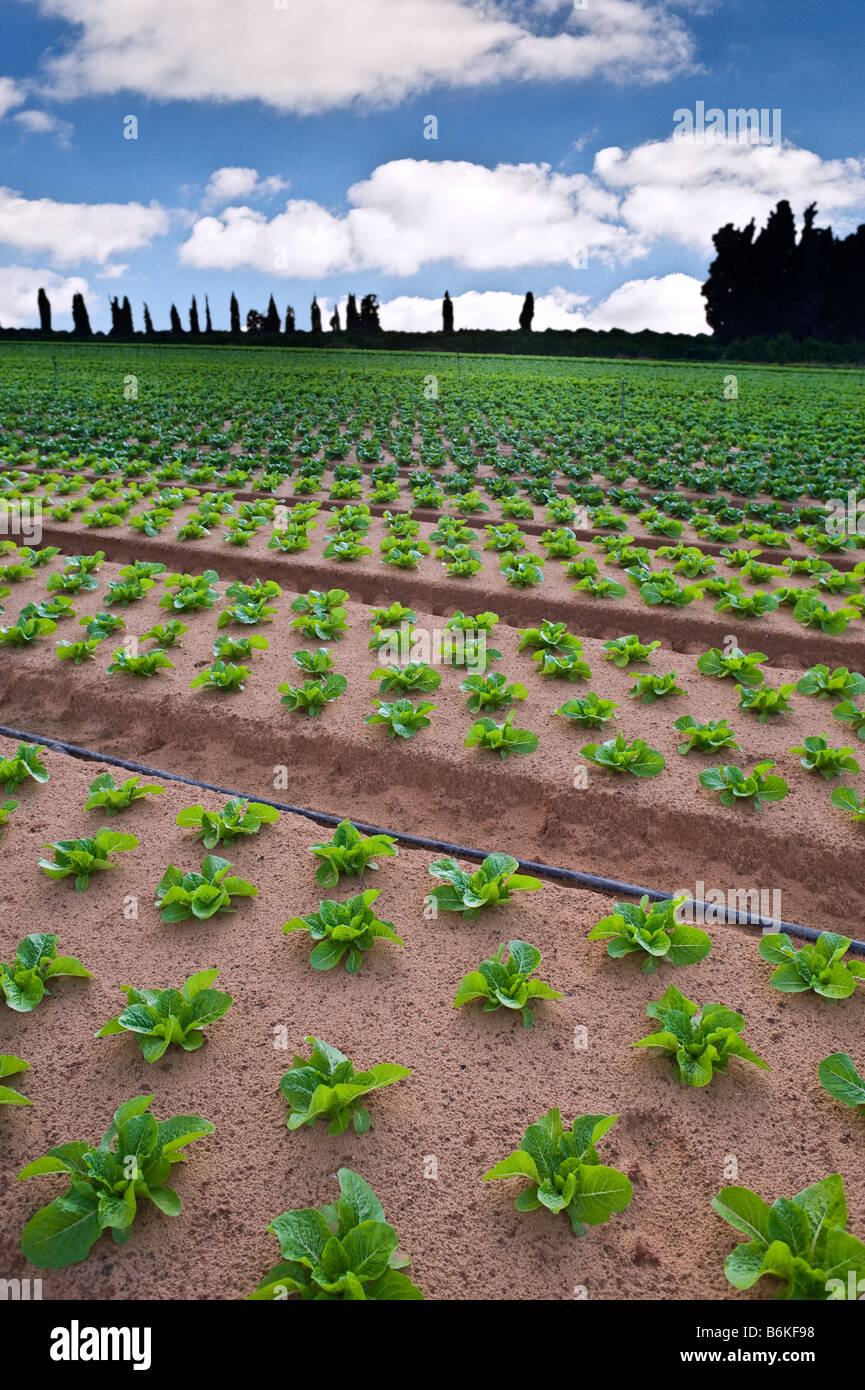 lettuce field in the Sharon region Israel Stock Photo - Alamy