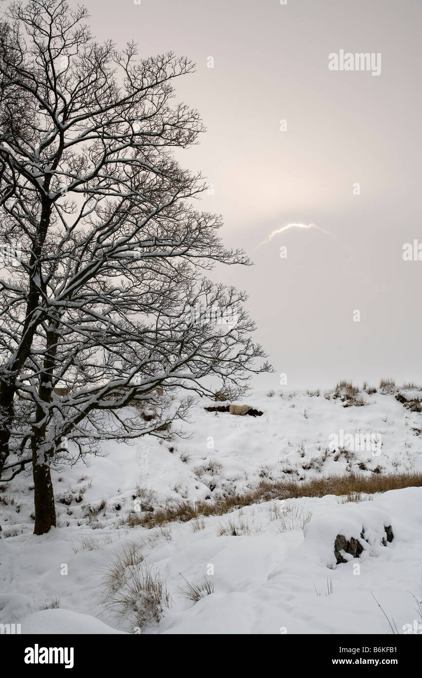 Bleak winter snowy landscape with weak end of day sunlight Stock Photo ...