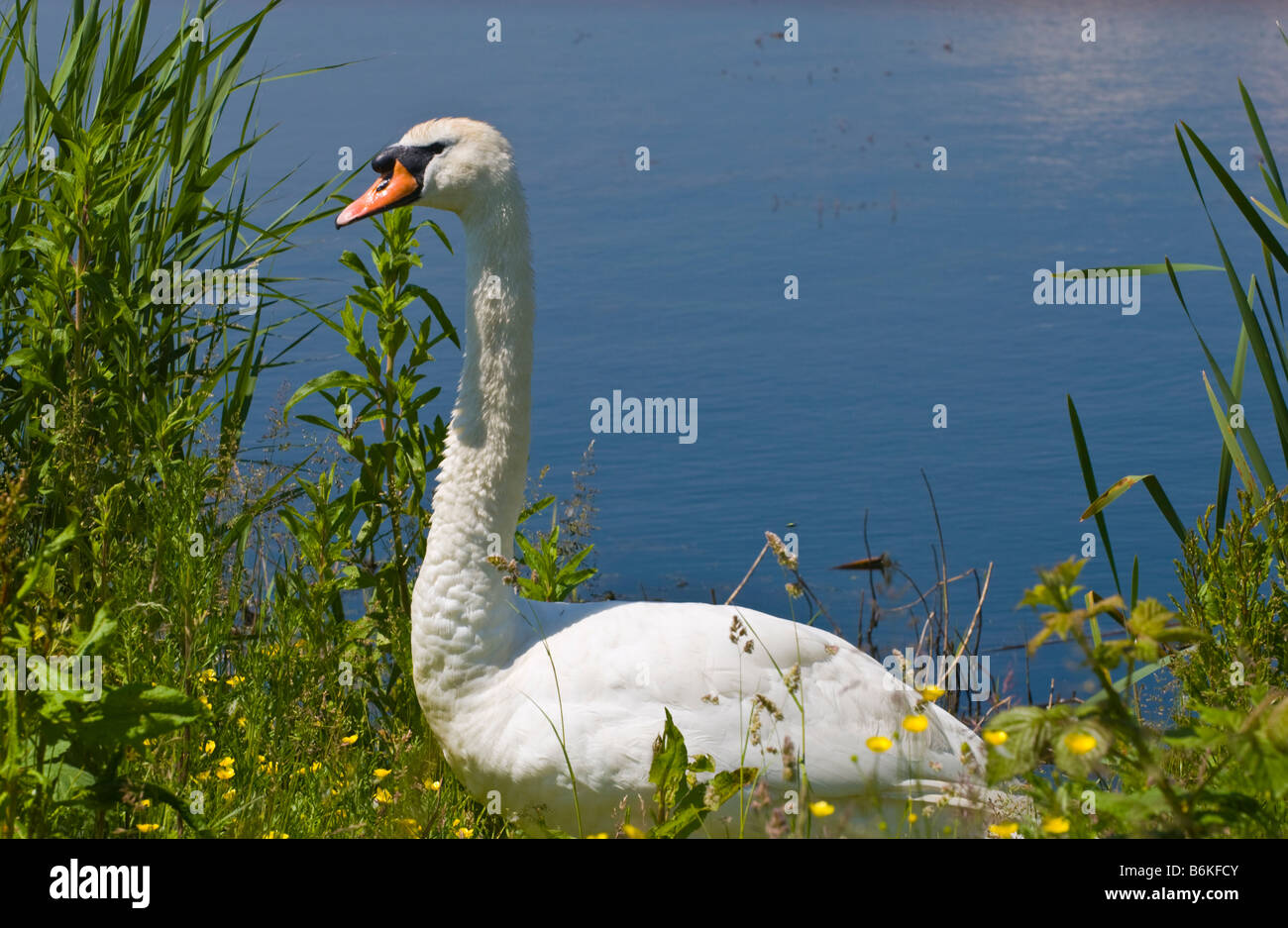 Swan at Newport Wetlands National Nature Reserve South Wales UK Stock ...