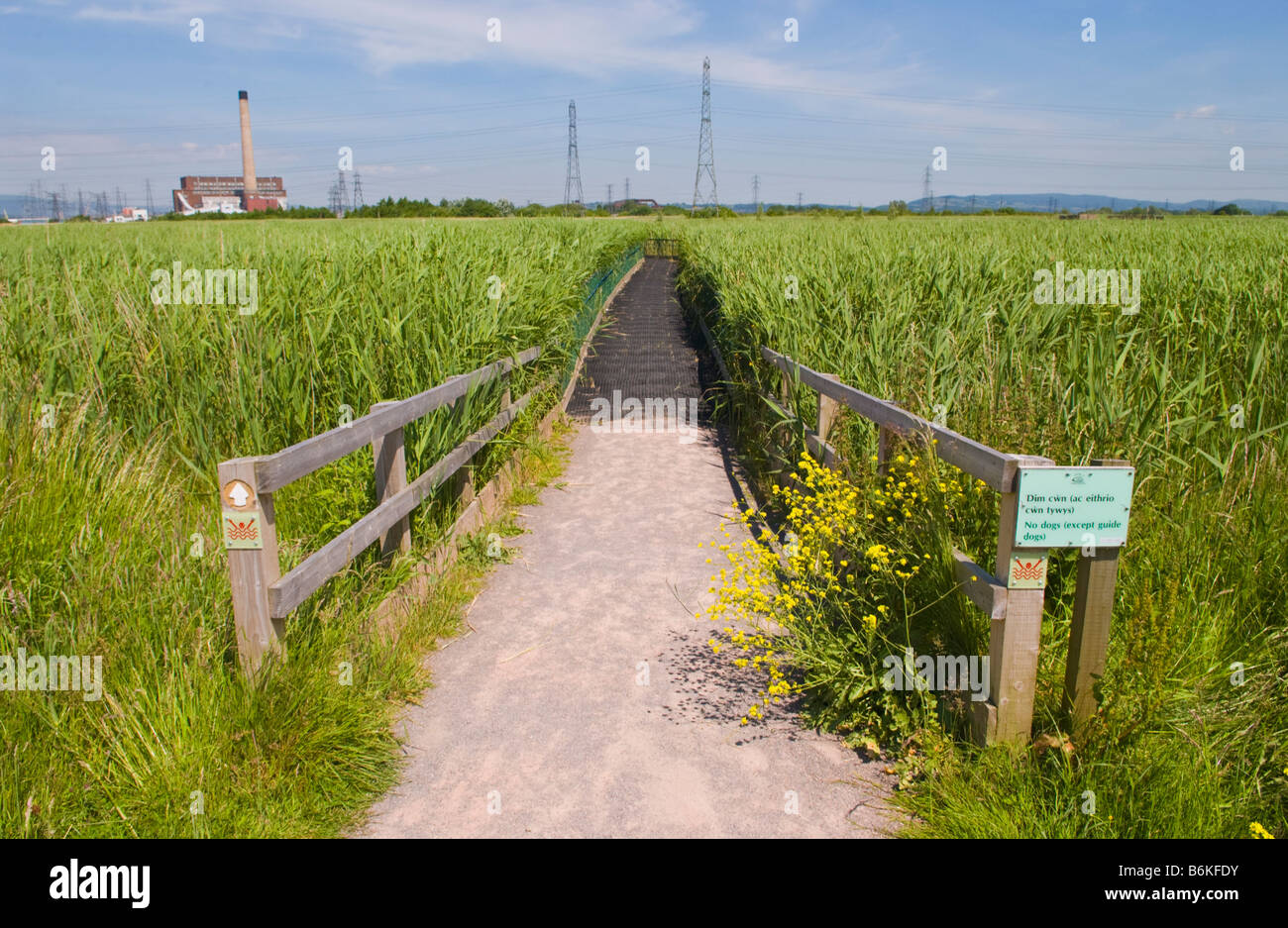 Floating pontoon walkway crossing reed beds at Newport Wetlands ...
