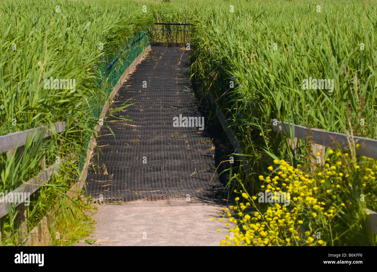 Floating pontoon walkway crossing reed beds at Newport Wetlands ...