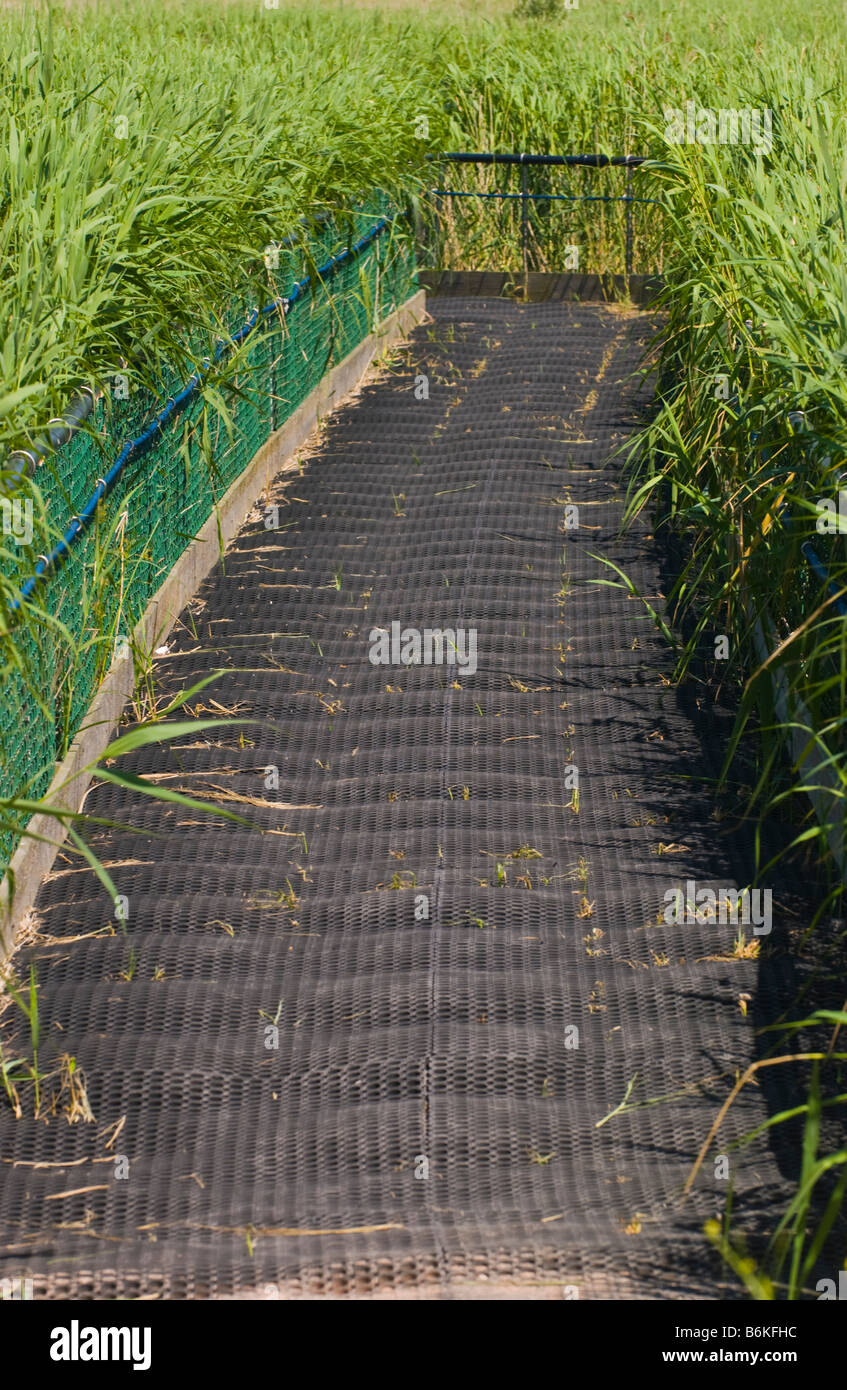 Floating pontoon walkway crossing reed beds at Newport Wetlands ...