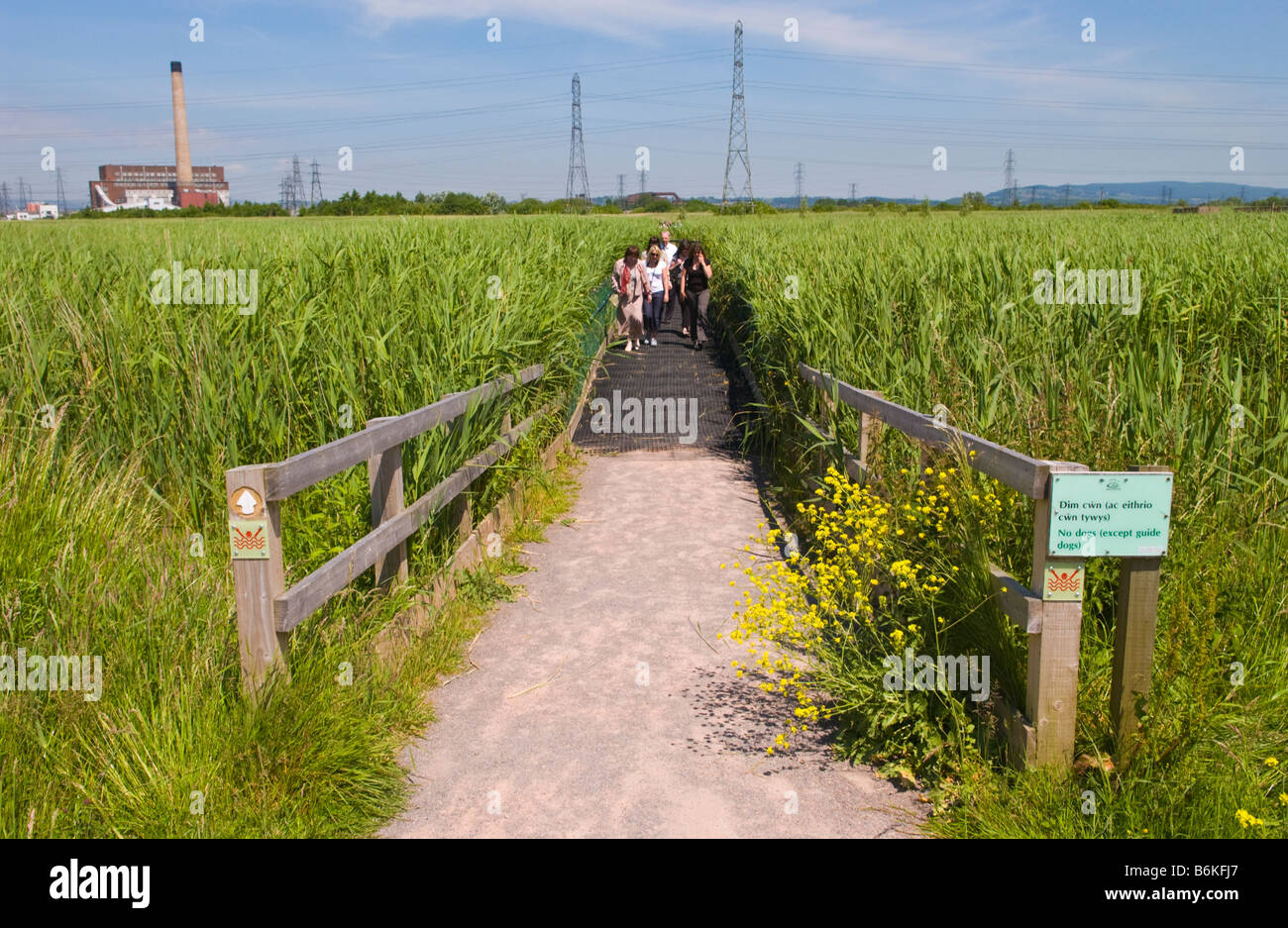 Visitors walk along a floating pontoon walkway crossing reed beds at ...