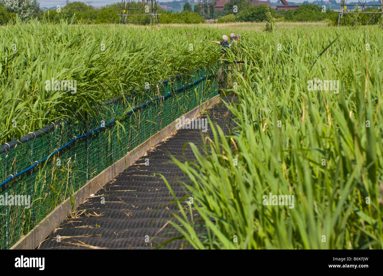 Visitors walk along a floating pontoon walkway crossing reed beds at ...