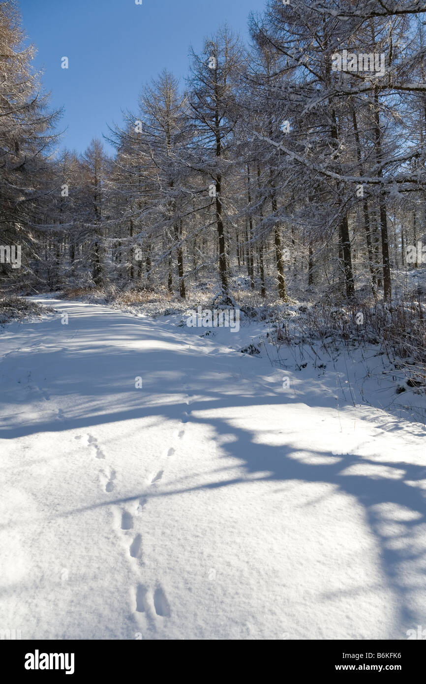 Animal tracks on snow covered track in a forest Stock Photo - Alamy