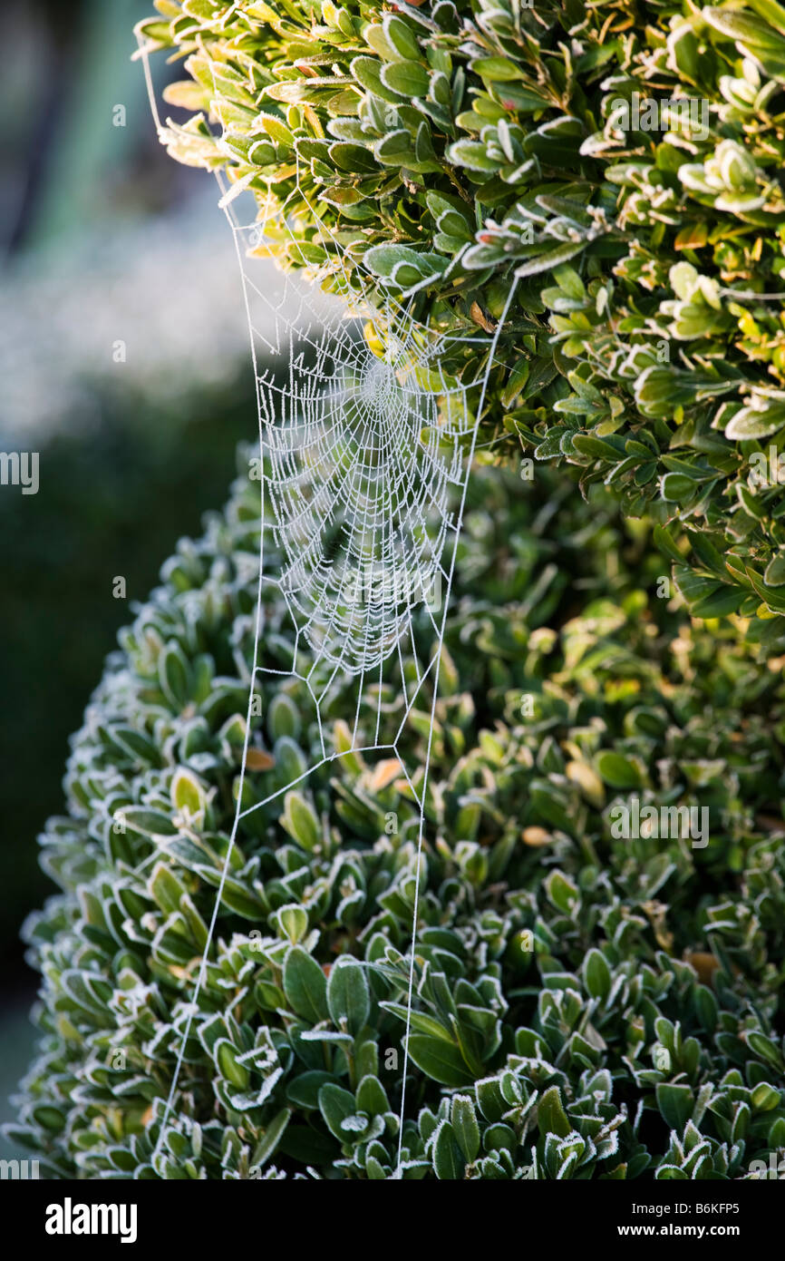 Frosty cobwebs hi-res stock photography and images - Alamy