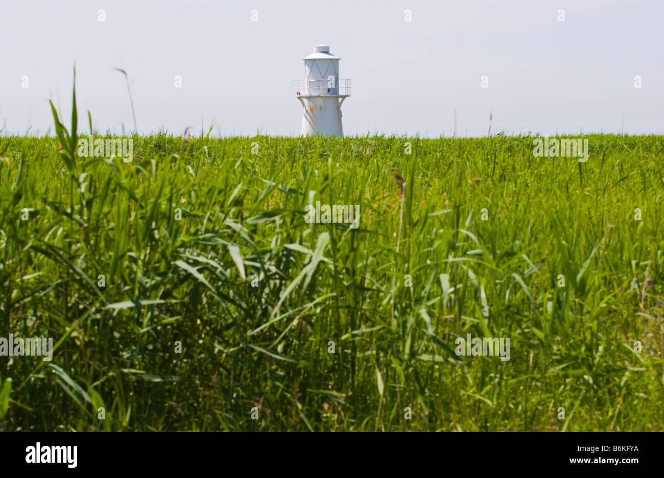 Lighthouse viewed over reed beds at Newport Wetlands National Nature ...
