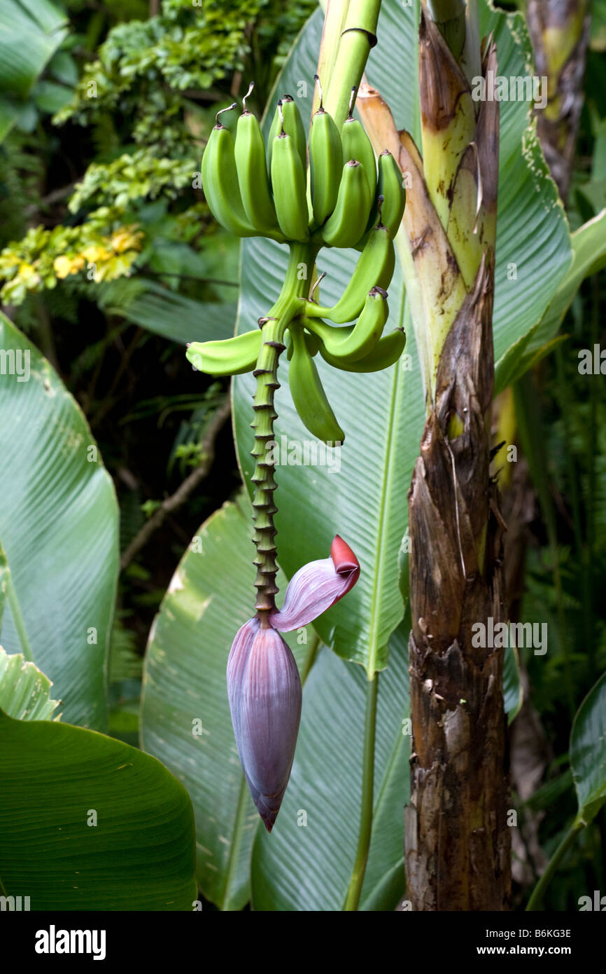 Plantain fruit hi-res stock photography and images - Alamy