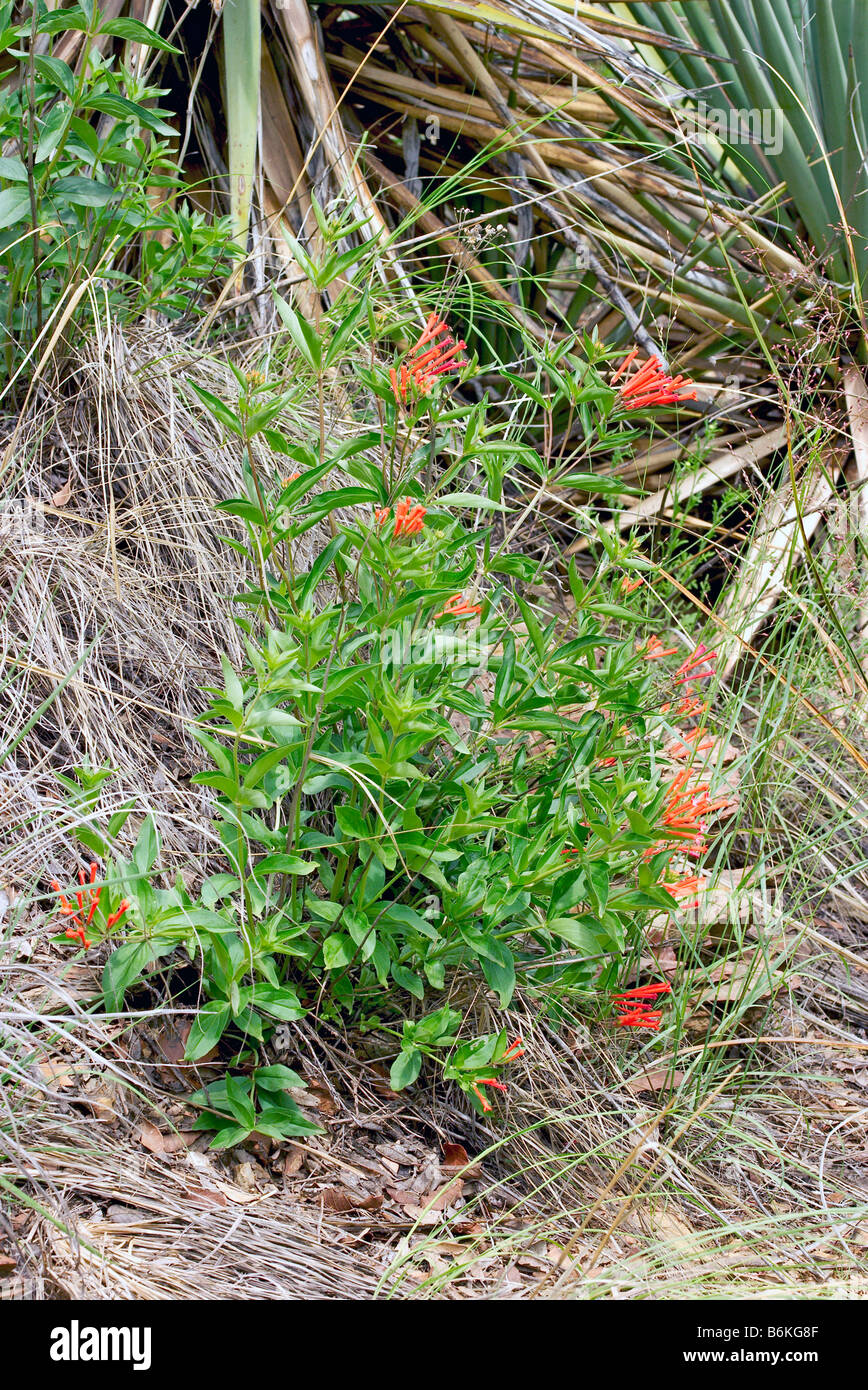 Bouvardia hi-res stock photography and images - Alamy