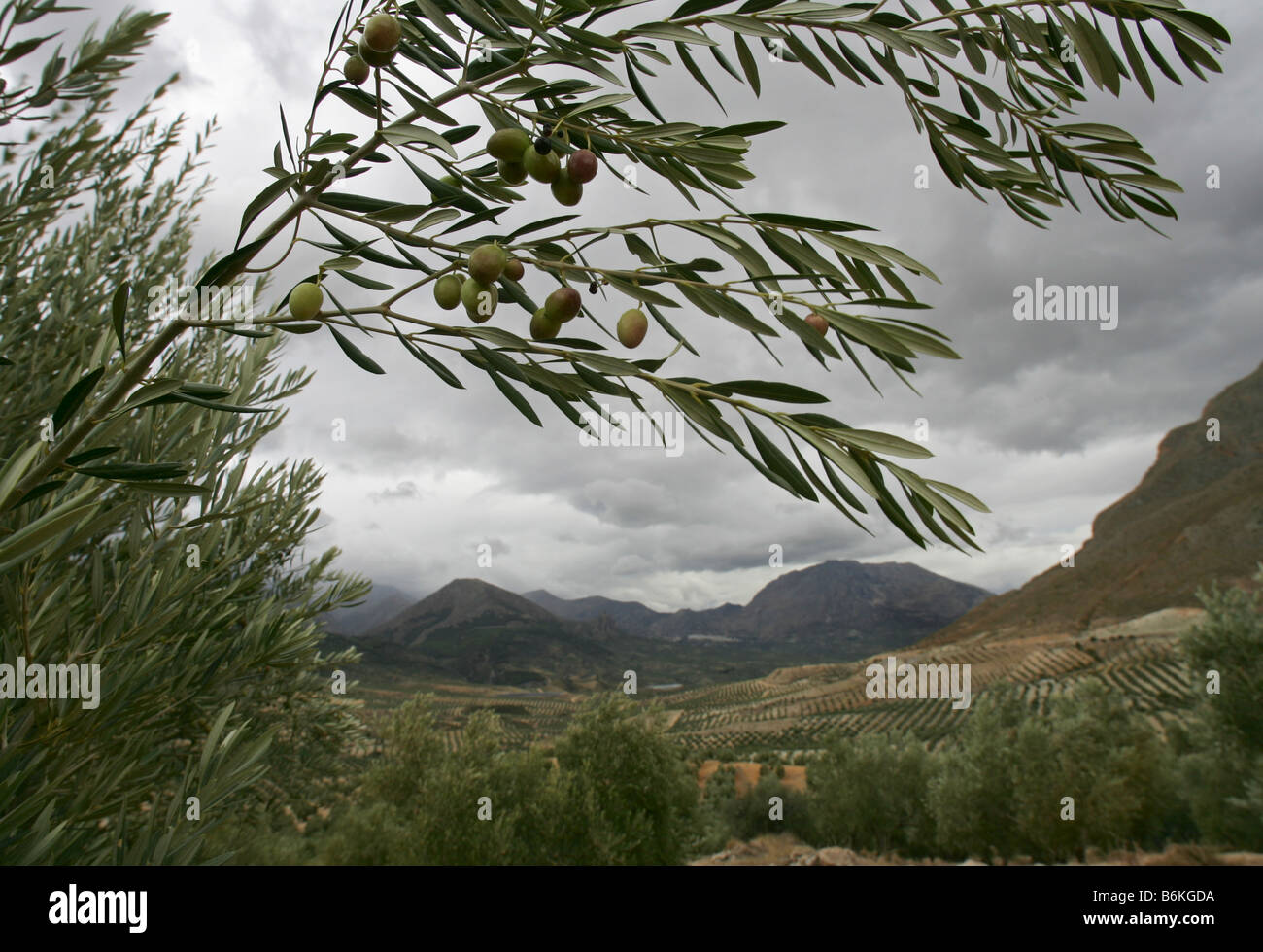 Olive oil region spain hi-res stock photography and images - Alamy