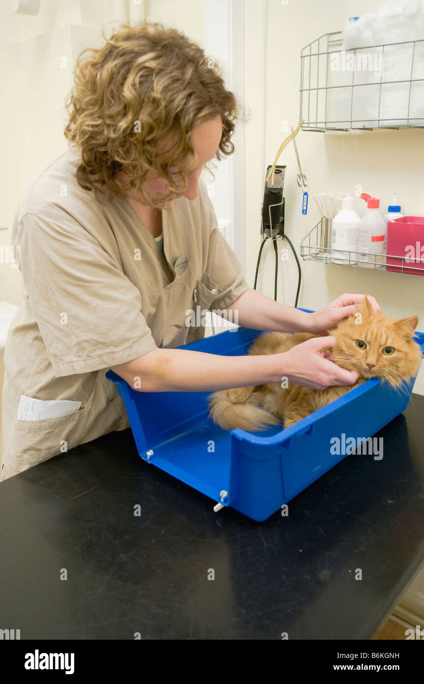 Doctor checking cat at a vet clinic hi-res stock photography and images ...