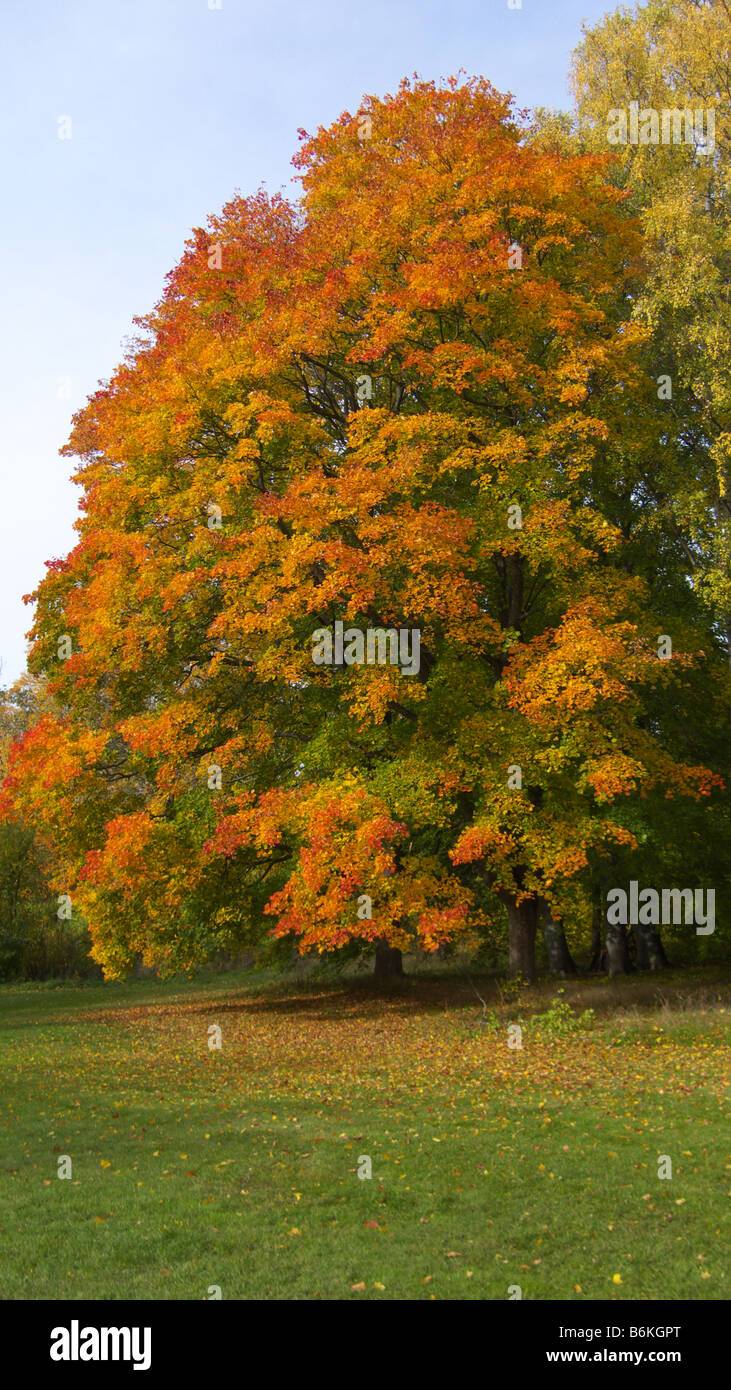 Autumn wood scene Stock Photo - Alamy