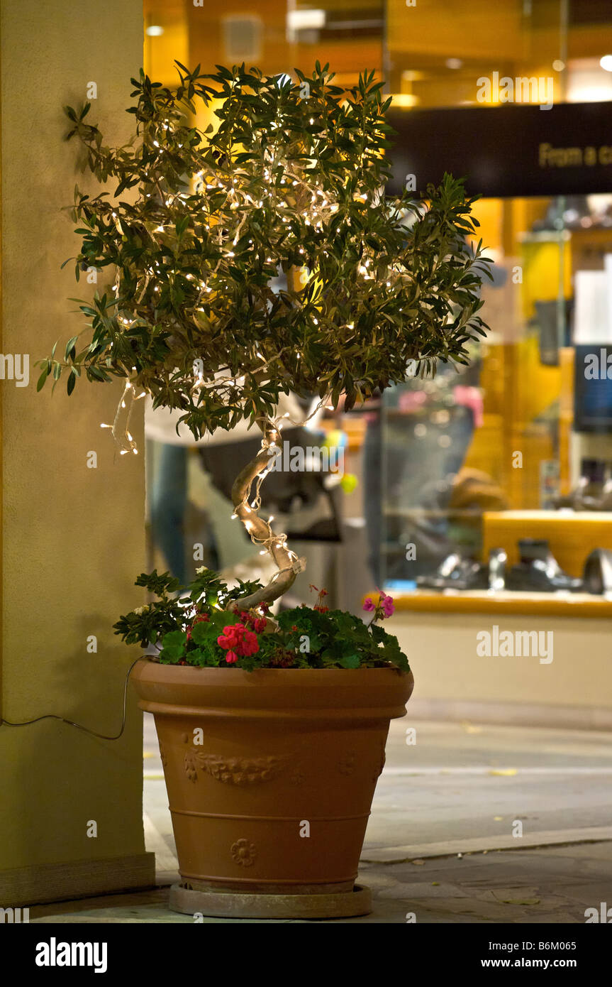 Olive tree pot hi-res stock photography and images - Alamy