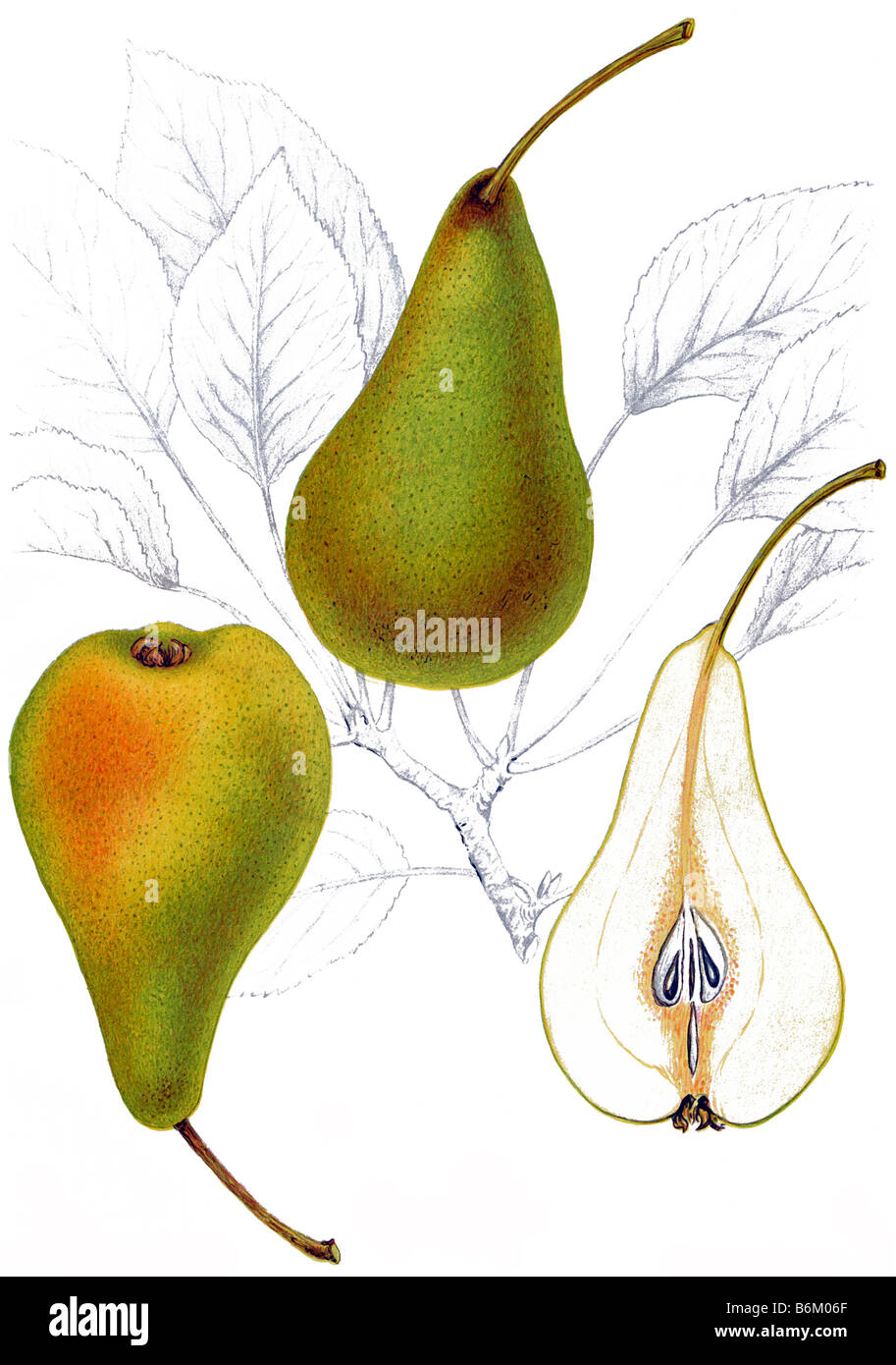 illustration of a pear and a pear half Stock Photo - Alamy
