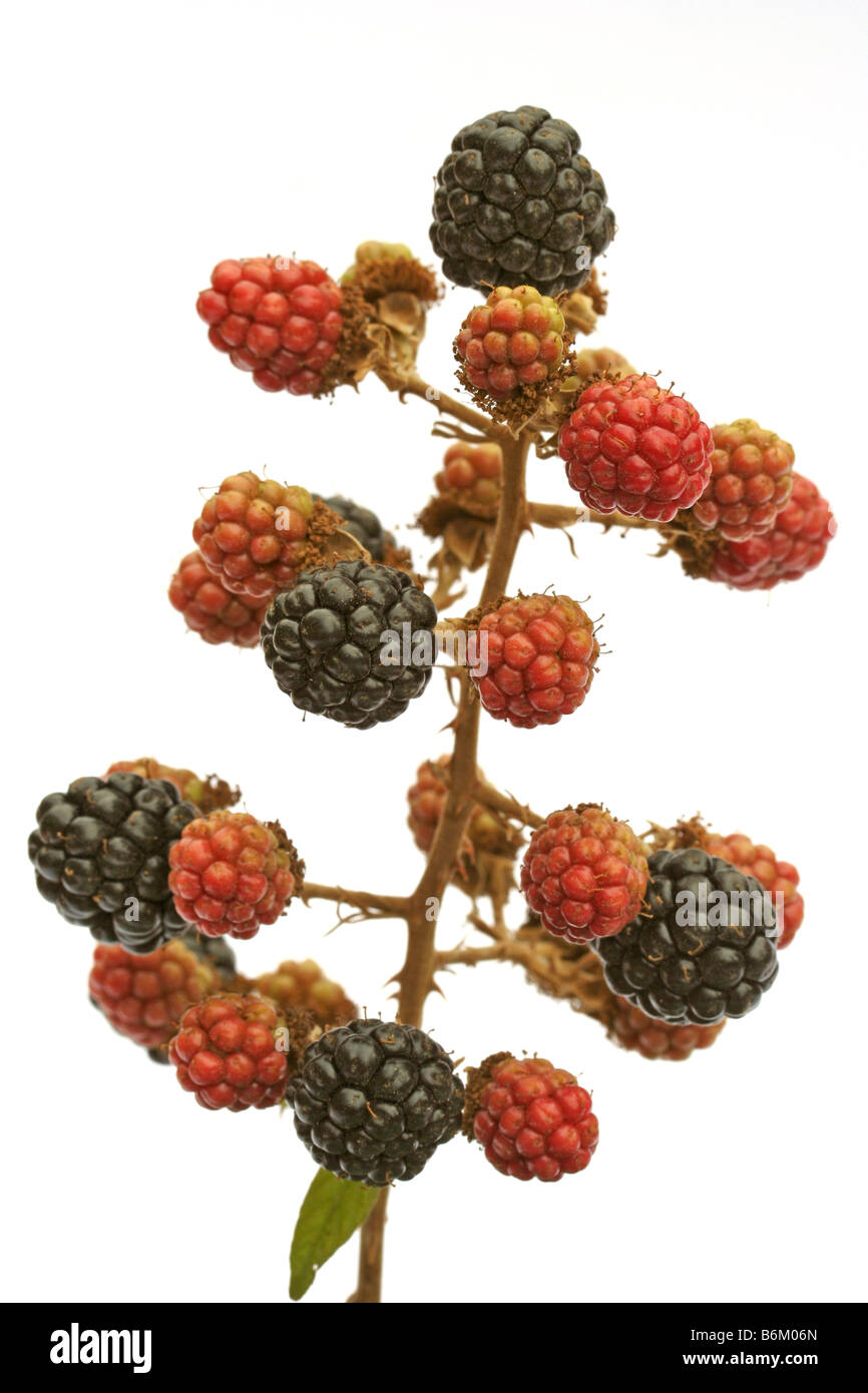 Blackberries Rubus fruticosus Stock Photo - Alamy