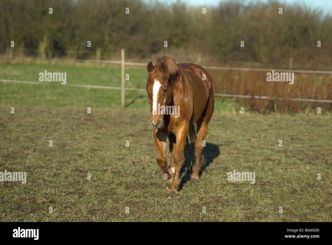 Chestnut horse with white blaze hi-res stock photography and images - Alamy