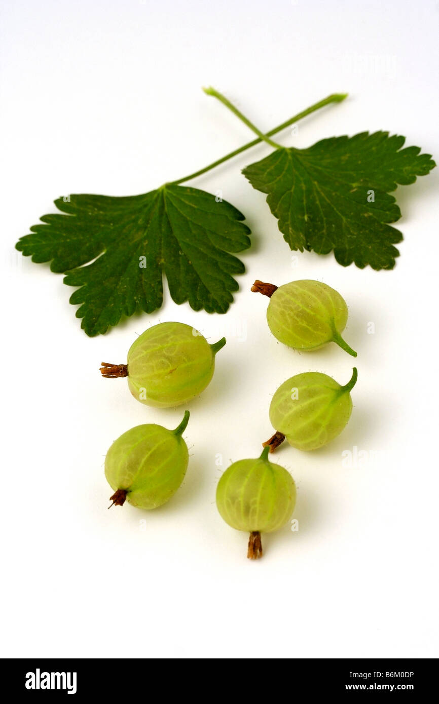 Ribes grossularia hi-res stock photography and images - Alamy
