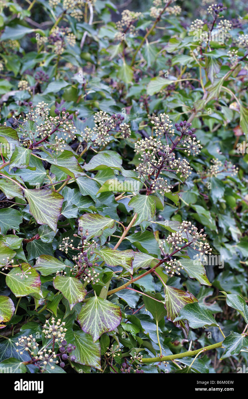 Winter climber plant hi-res stock photography and images - Alamy
