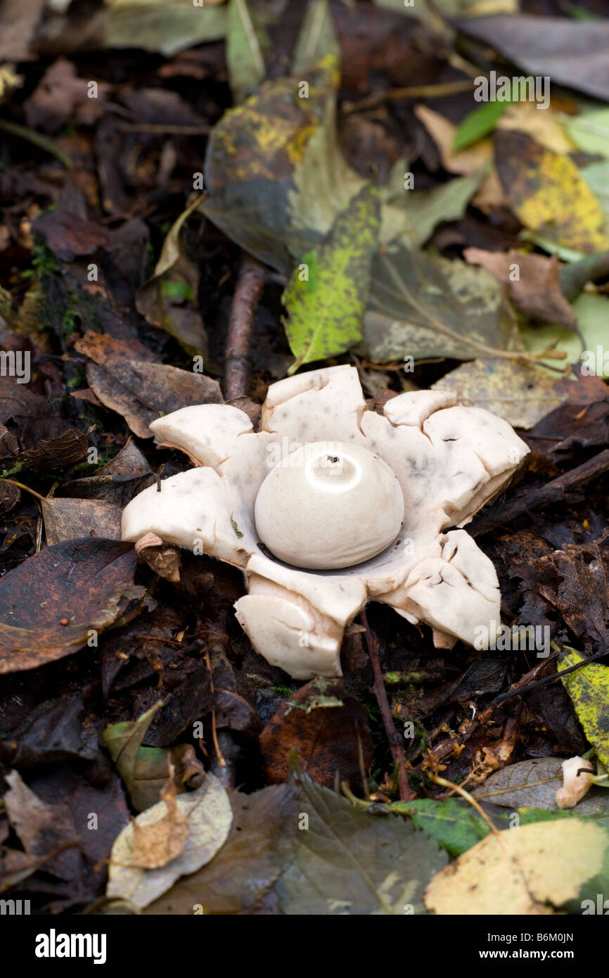 Collared Earth Star Geastrum triplex fungi fruiting body growing on ...