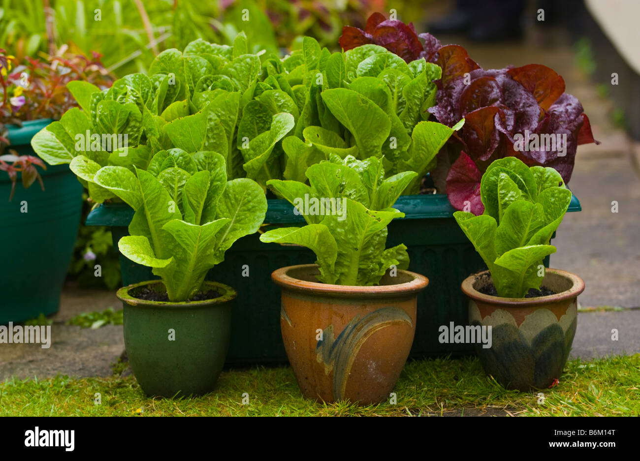 Lettuce Plants In Pots