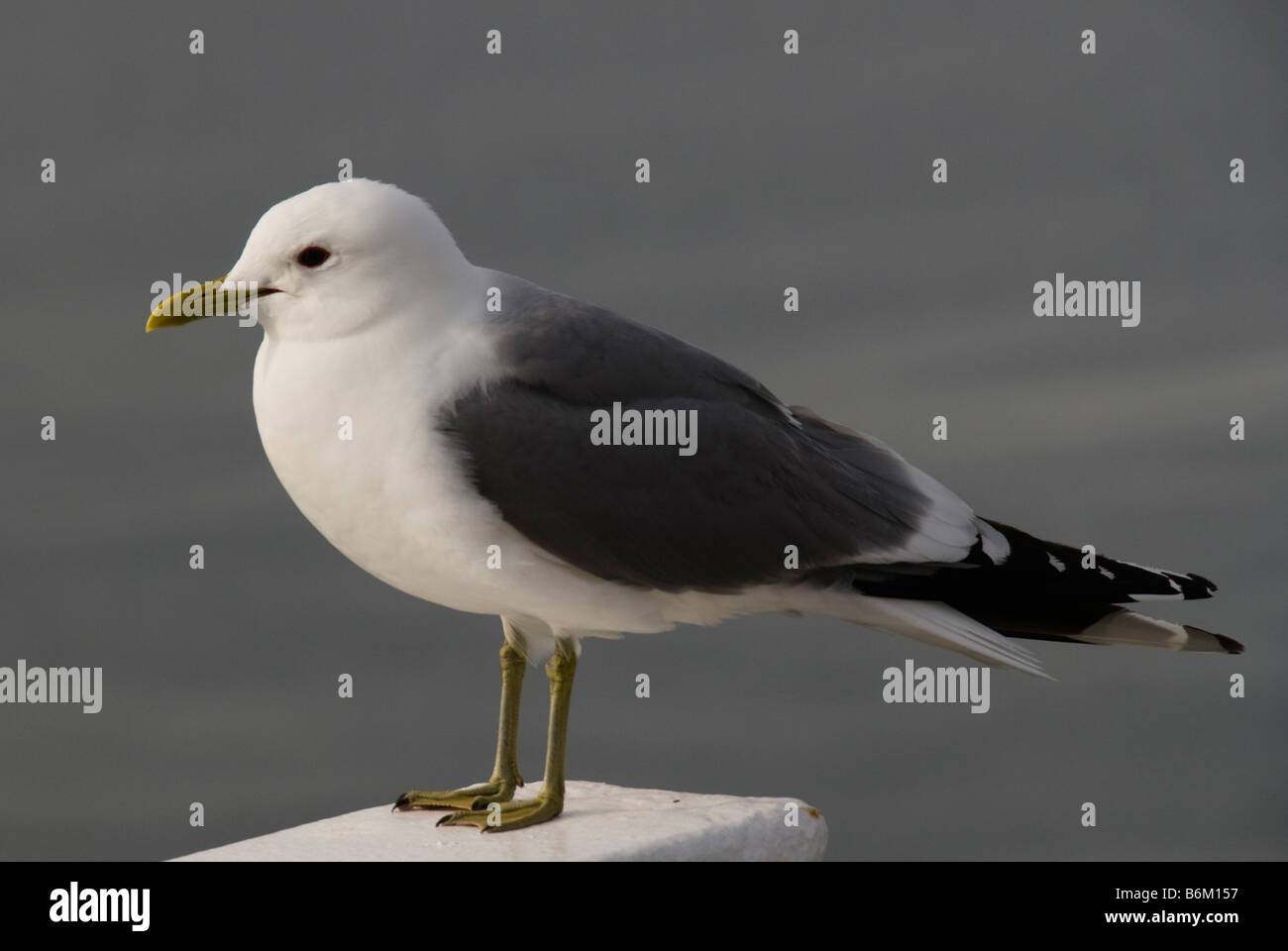 Common gull breeding plumage hi-res stock photography and images - Alamy