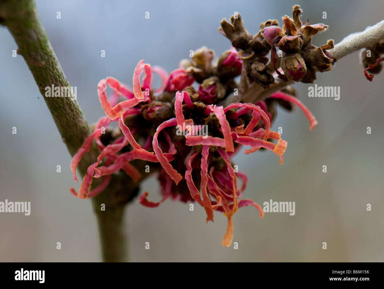 Hamamelis in winter plant winter garden High Resolution Stock ...