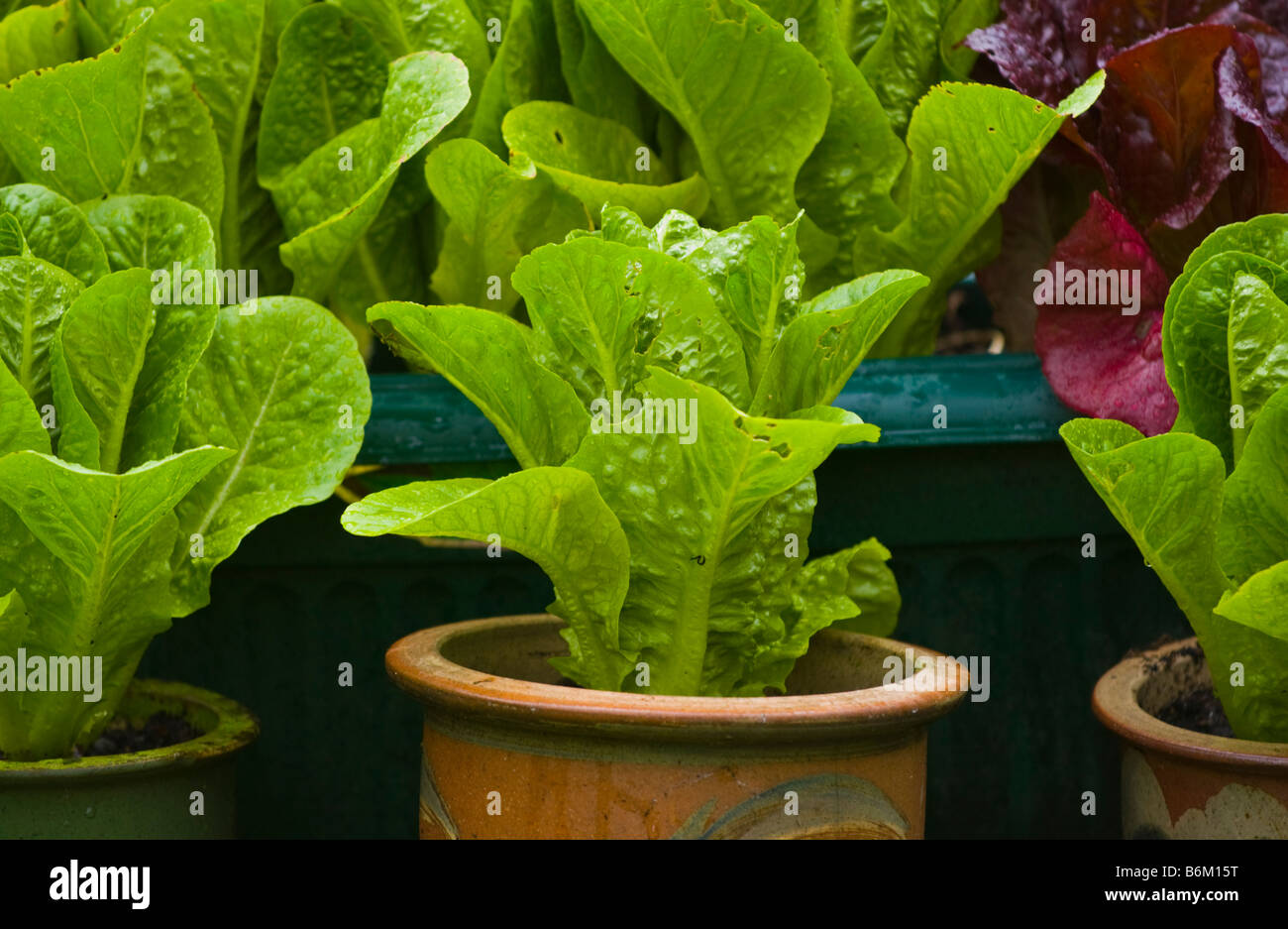 Lettuce being grown in containers in small urban garden UK Stock Photo ...