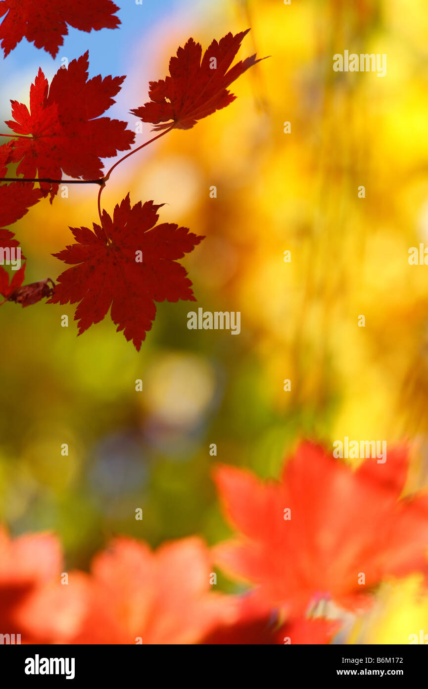 Fall blur leaves tree hi-res stock photography and images - Alamy