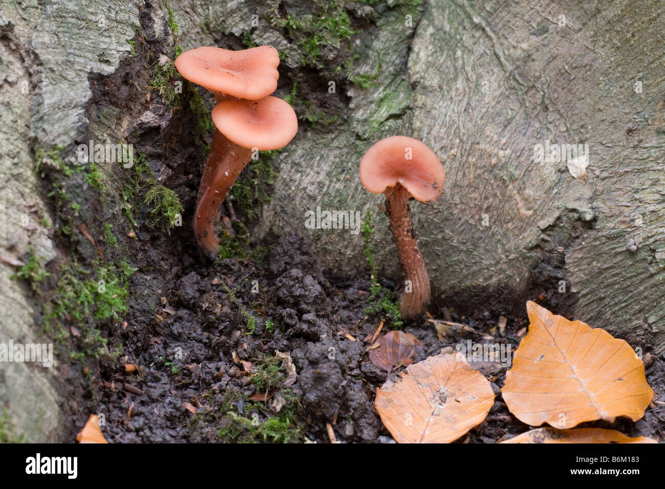 The Deceiver Laccaria laccata fungi fruiting bodies growing at the base ...