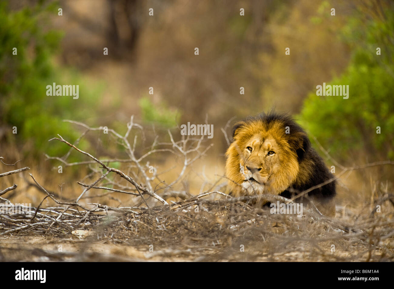 Wild wildlife yawn yawning hi-res stock photography and images - Alamy