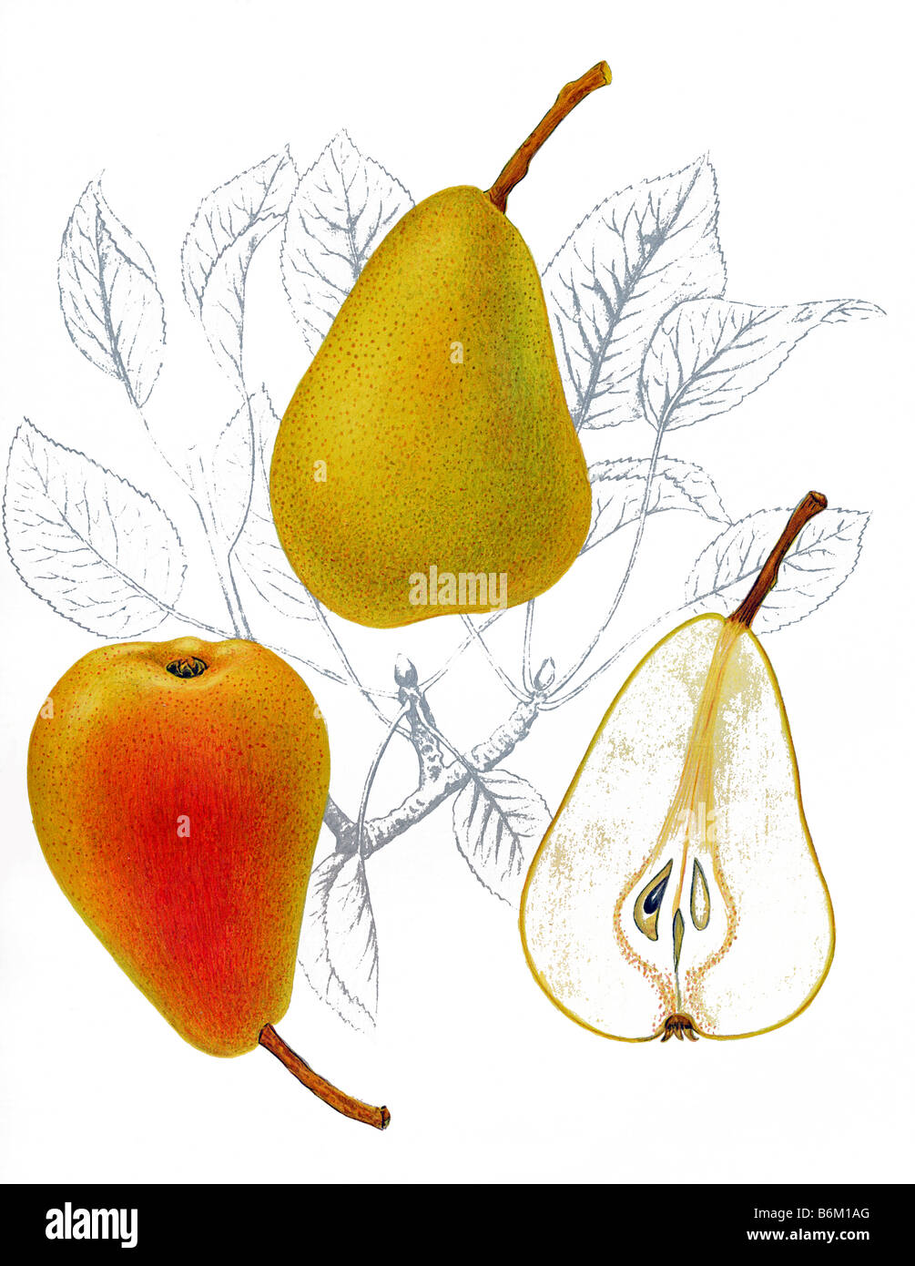 illustration of a pear and a pear half Stock Photo - Alamy