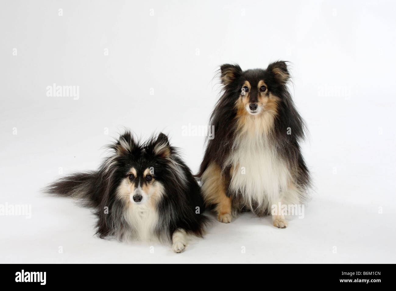 Two shelties hi-res stock photography and images - Alamy