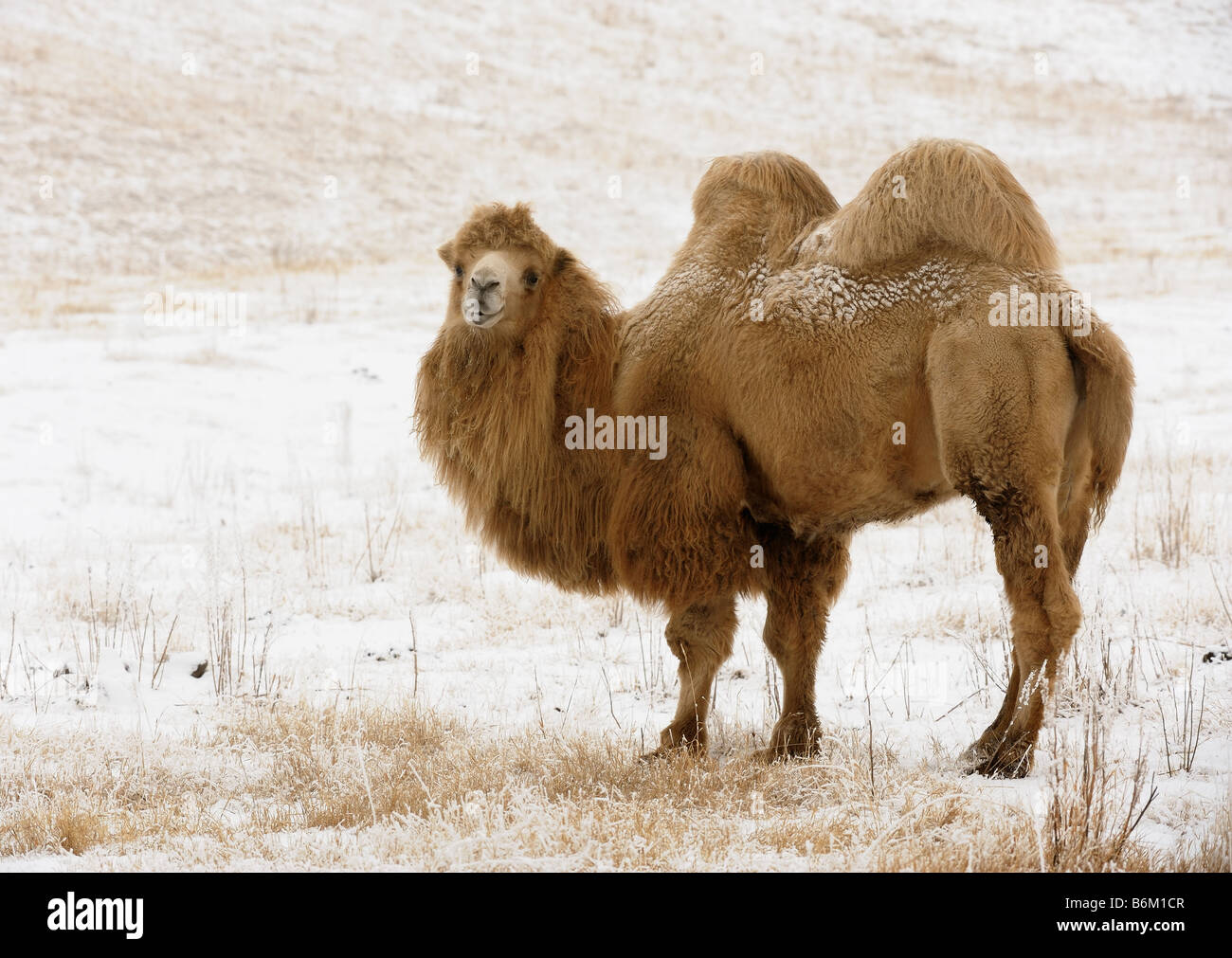 Two hump bactrian camel hi-res stock photography and images - Alamy