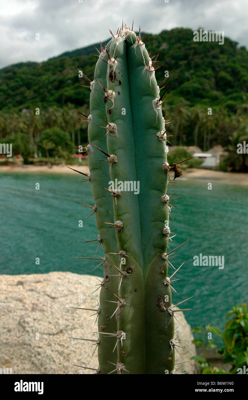 Cactus cacti and succulent vertical caribbean sea Colombia Tyrona ...