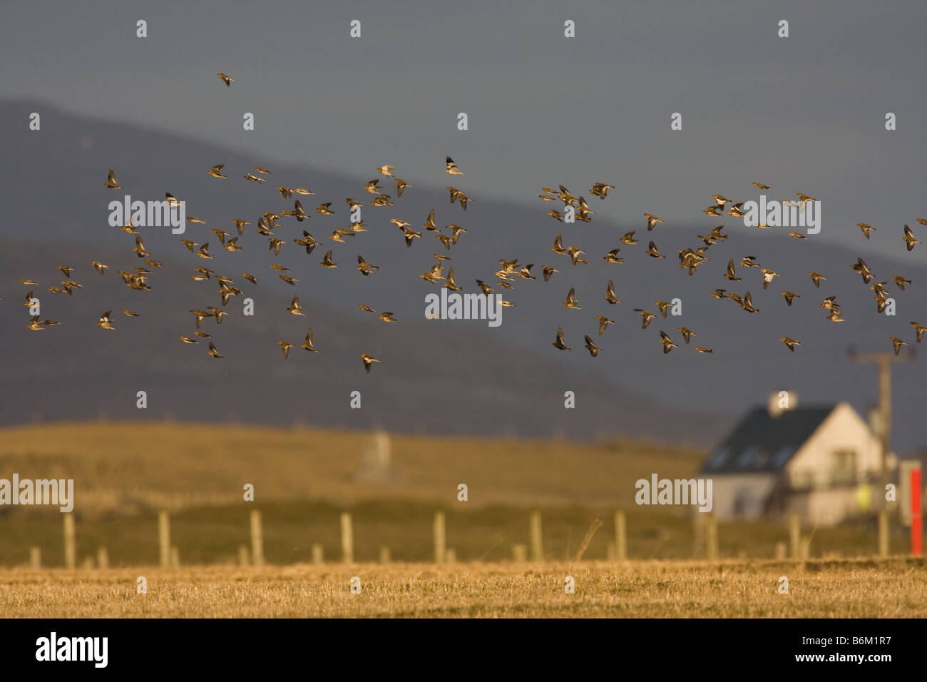 Snow buntings are large buntings hi-res stock photography and images ...