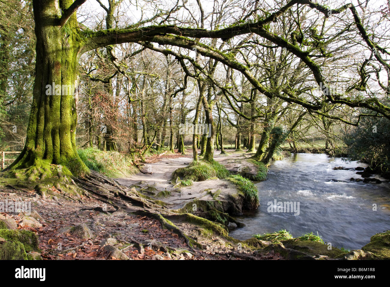 Branch over a river hi-res stock photography and images - Alamy