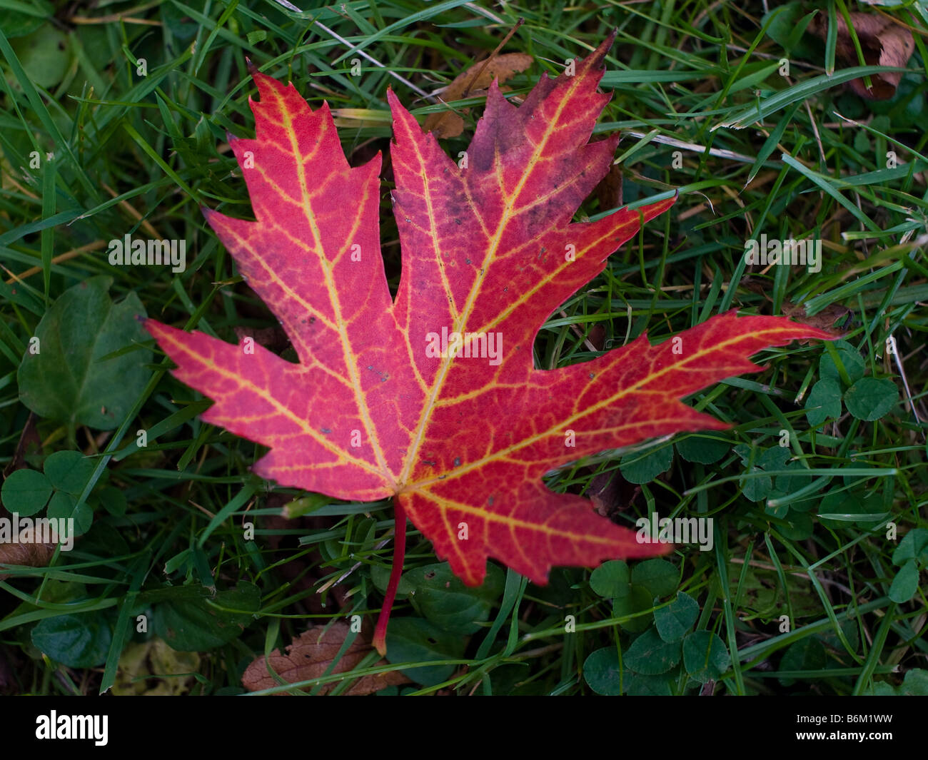 A single maple leaf on a green lawn Stock Photo - Alamy