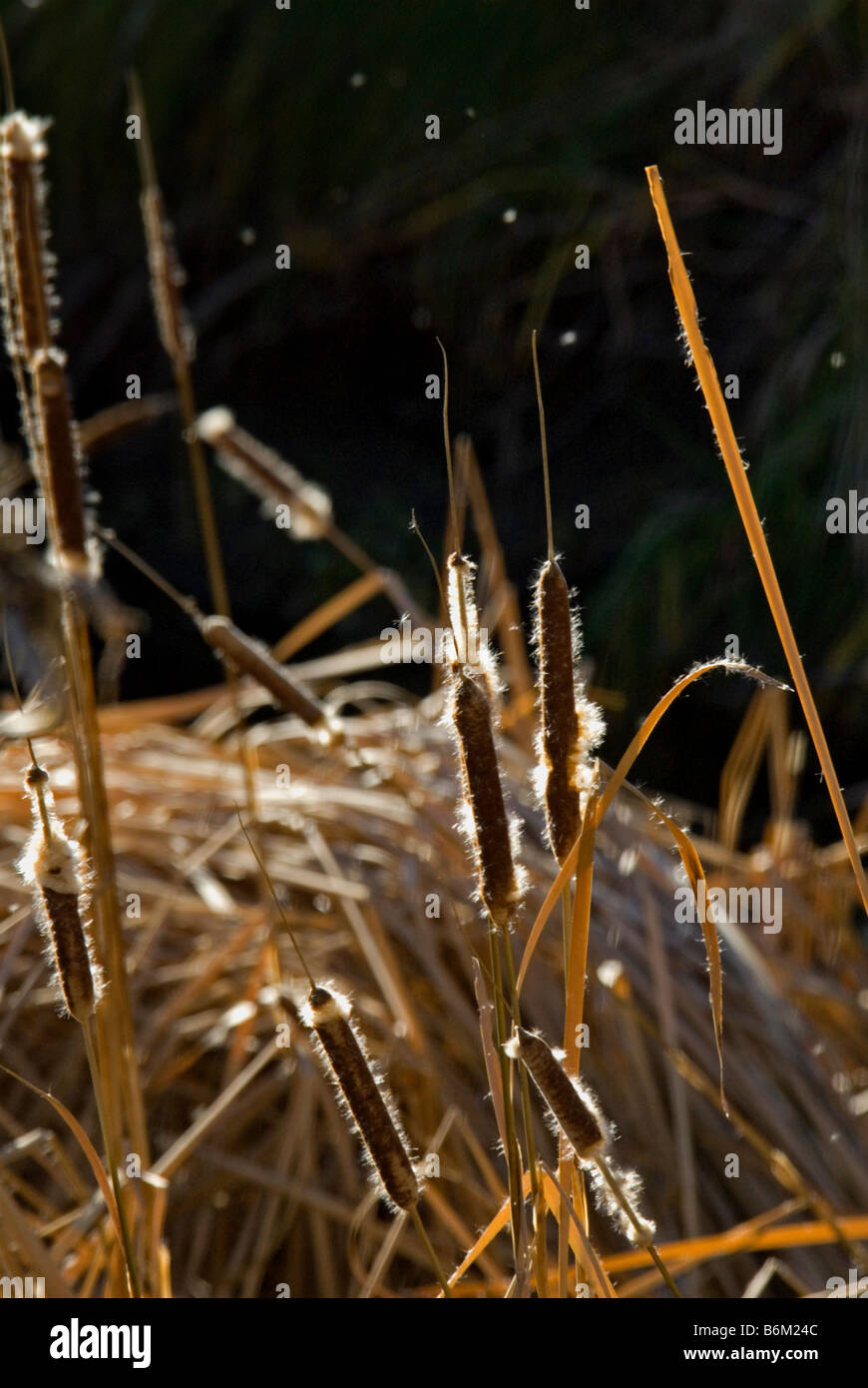 In the fall, Cattail head stalks (Typha latifolia) release hundreds of ...