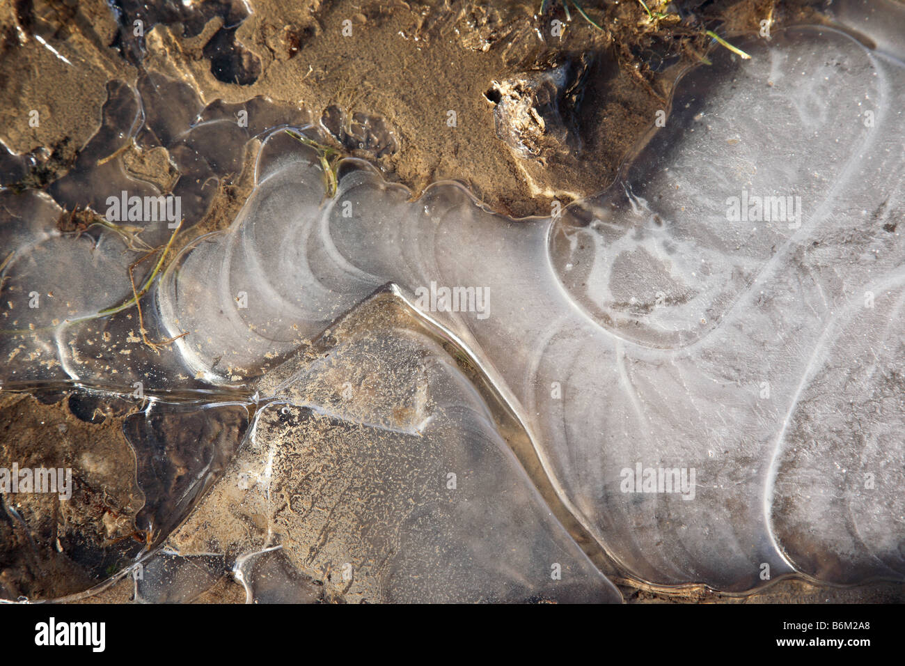 Close up of ice patterns in a frozen puddle, UK Stock Photo - Alamy