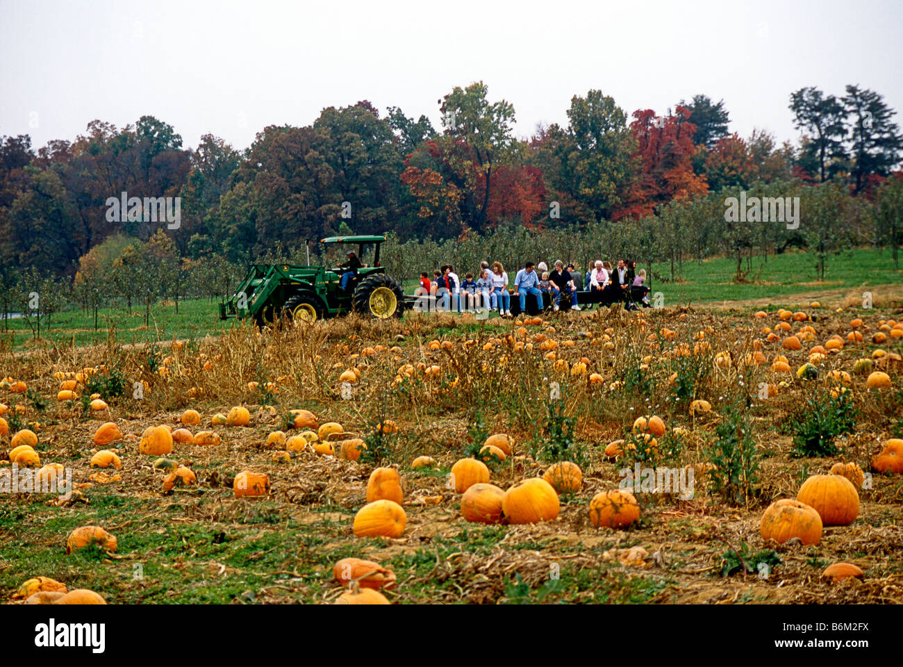 Pumpkin patch tractor ride hi-res stock photography and images - Alamy