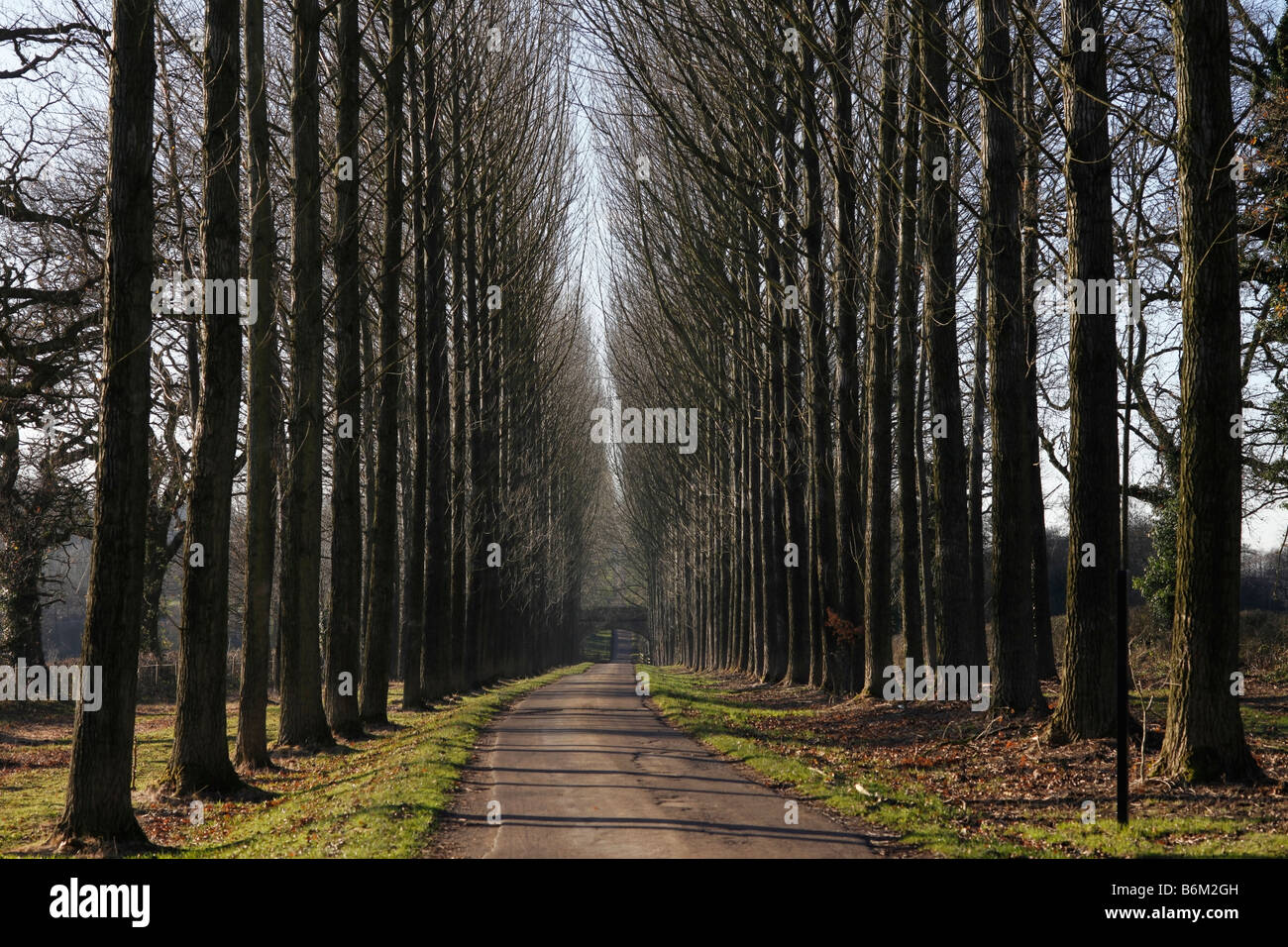Avenue of poplar trees hi-res stock photography and images - Alamy