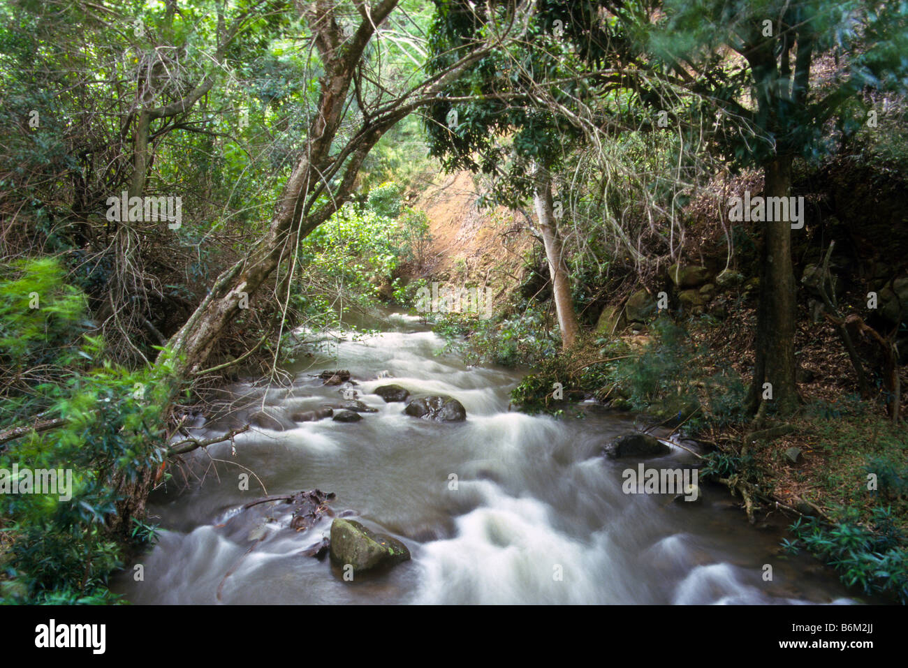 Small river runs through jungle on Maui, Hawaii, USA Stock Photo - Alamy