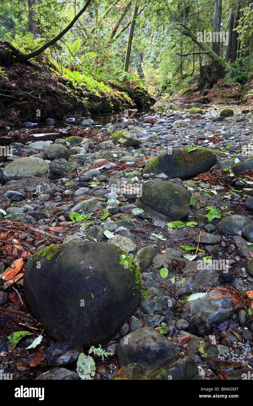 rocks lay in the river bed leading into the forest Stock Photo - Alamy