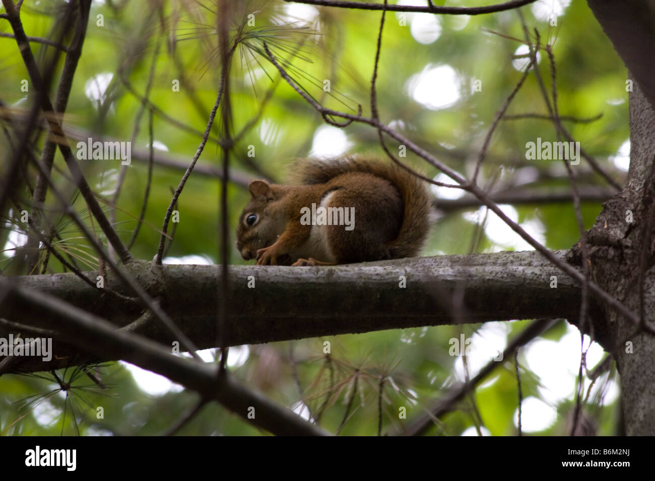 Squirrel in tree at Walden Pond Concord MA Massachusetts New England ...