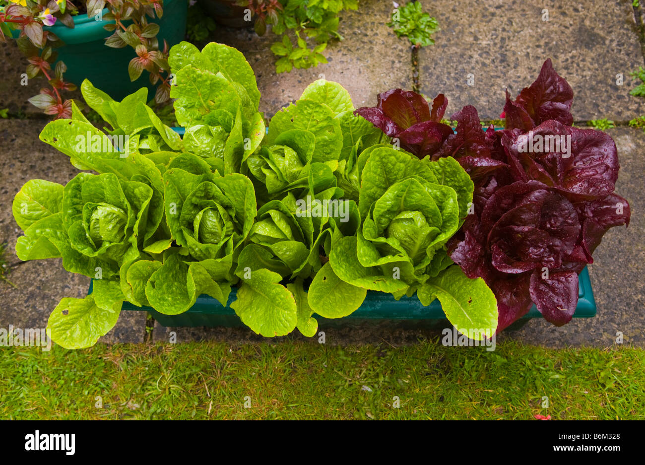 Lettuce being grown in containers in small urban garden UK Stock Photo ...