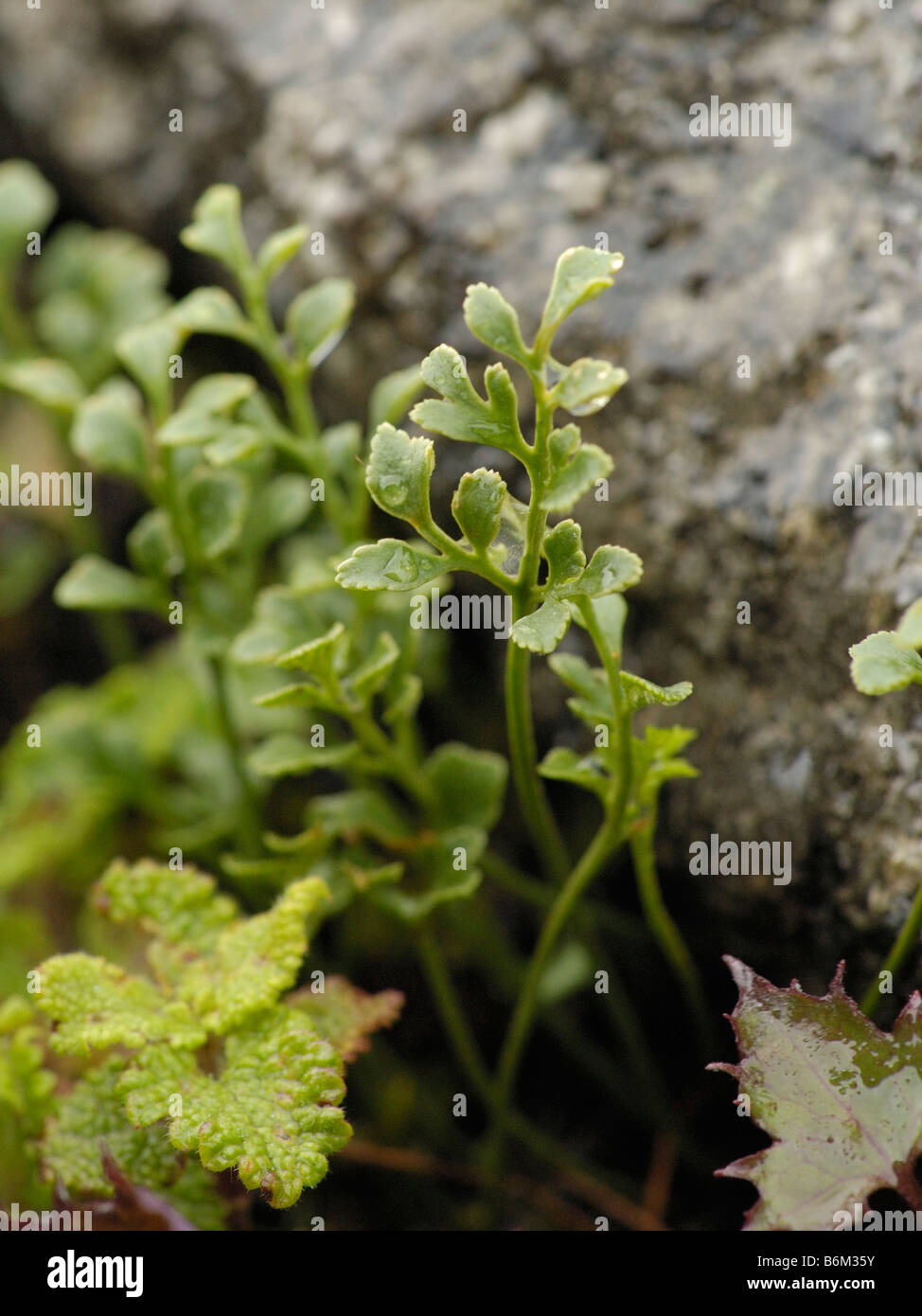 Wall rue, asplenium ruta-muraria Stock Photo - Alamy