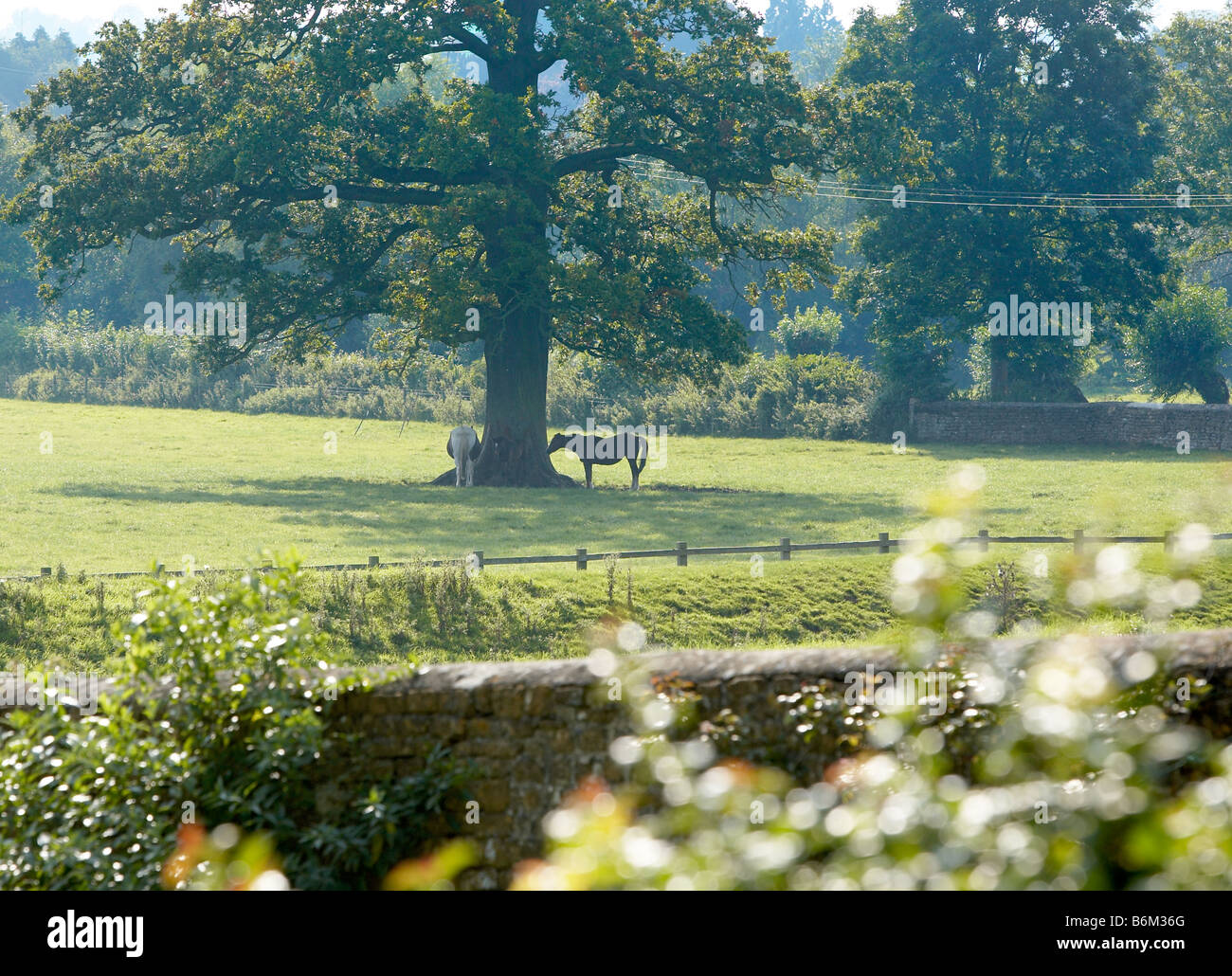 Summer view of 2 horses in the shade of an old oak tree in green field ...