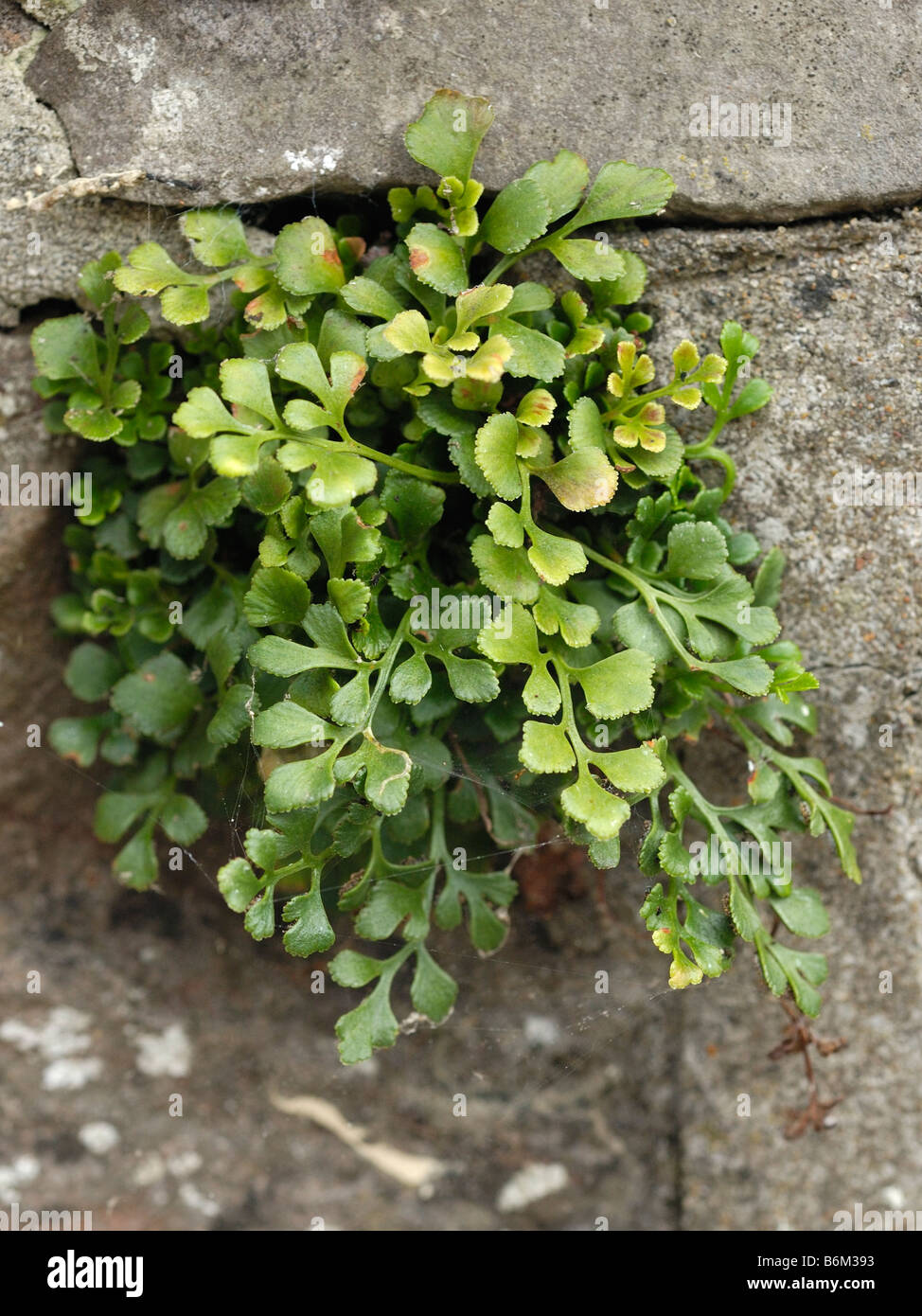 Wall rue, asplenium ruta-muraria Stock Photo - Alamy